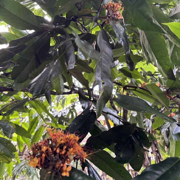 Saraca asoca | Ashoka tree - Indian garden trees