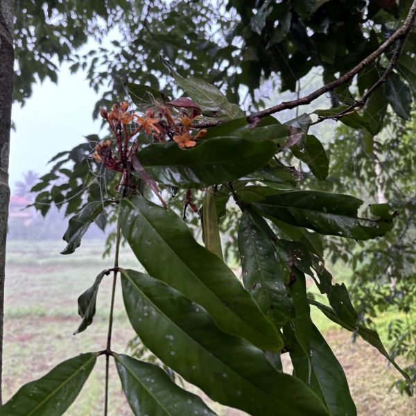 Saraca asoca | Ashoka tree - Indian garden trees