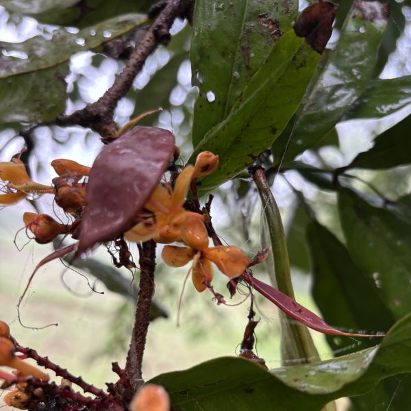 Saraca asoca | Ashoka tree - Indian garden trees