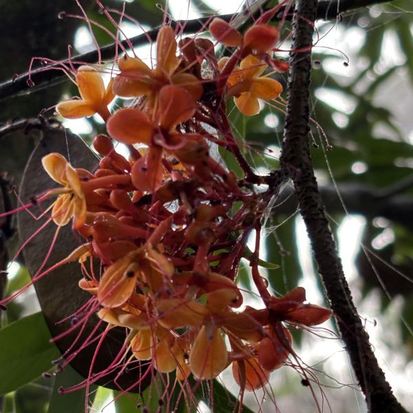 Saraca asoca | Ashoka tree - Indian garden trees