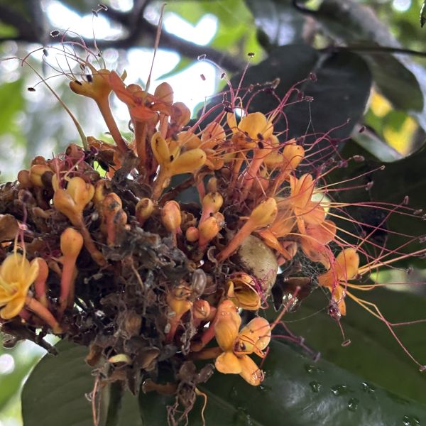 Saraca asoca | Ashoka tree - Indian garden trees