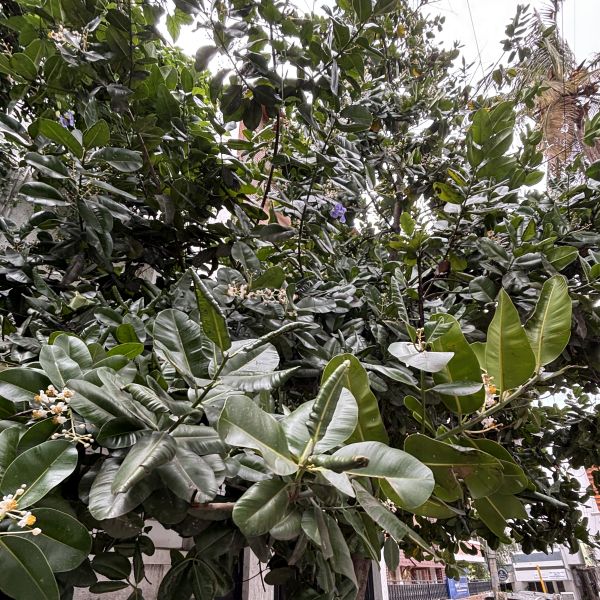 Calophyllum inophyllum | Tamanu - Indian Trees