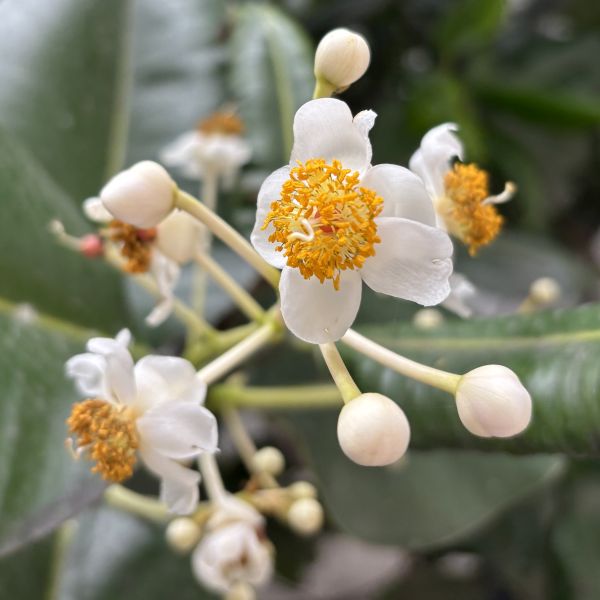 Calophyllum inophyllum | Tamanu - Indian Trees