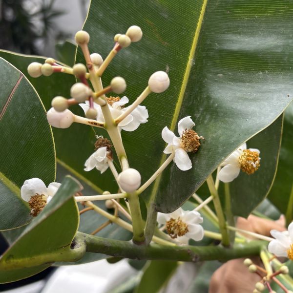 Calophyllum inophyllum | Tamanu - Indian Trees