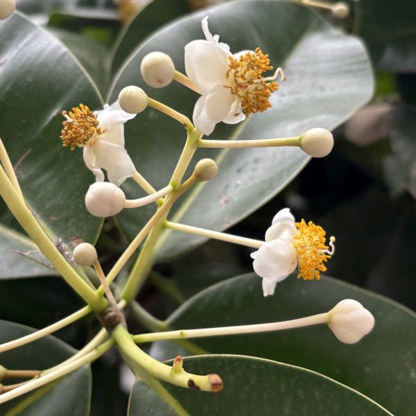 Calophyllum inophyllum | Tamanu - Indian Trees