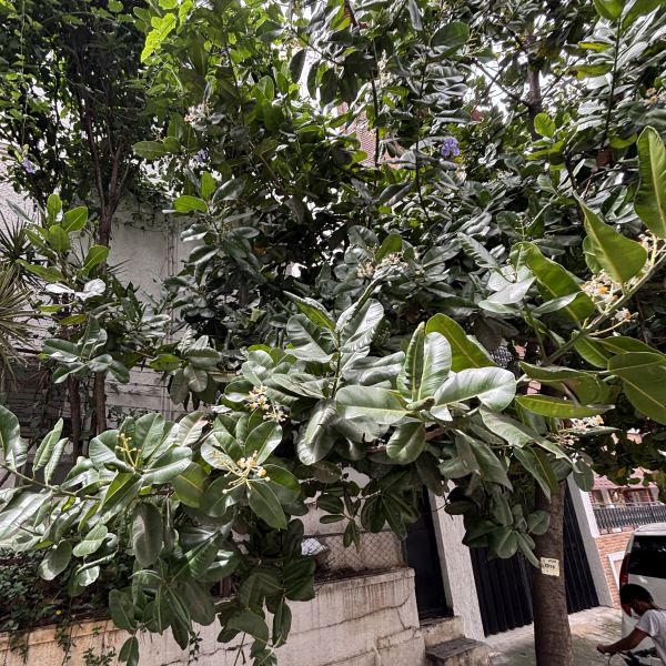 Calophyllum inophyllum | Tamanu - Indian Trees