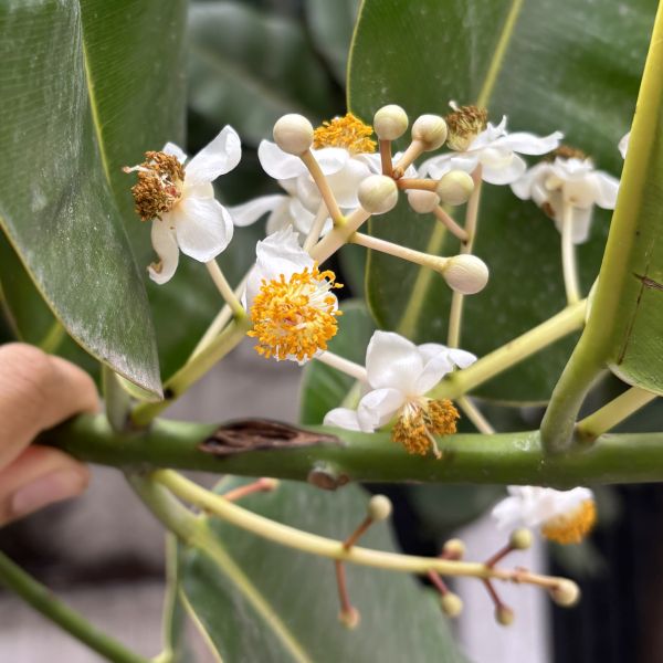 Calophyllum inophyllum | Tamanu - Indian Trees