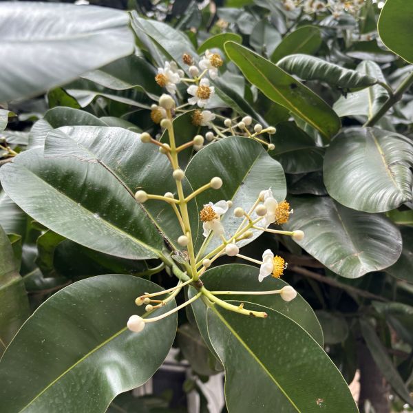 Calophyllum inophyllum | Tamanu - Indian Trees