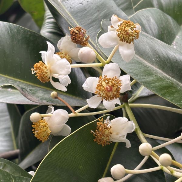 Calophyllum inophyllum | Tamanu - Indian Trees