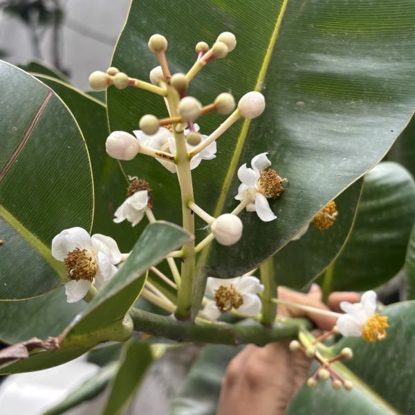 Calophyllum inophyllum | Tamanu - Indian Trees
