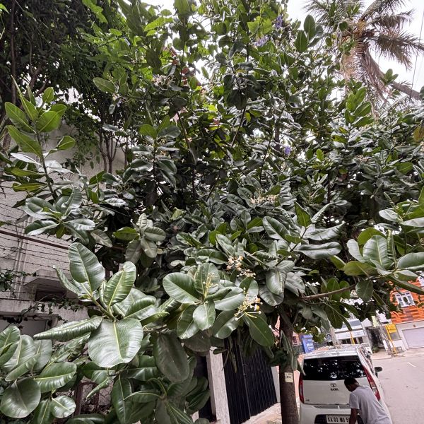 Calophyllum inophyllum | Tamanu - Indian Trees