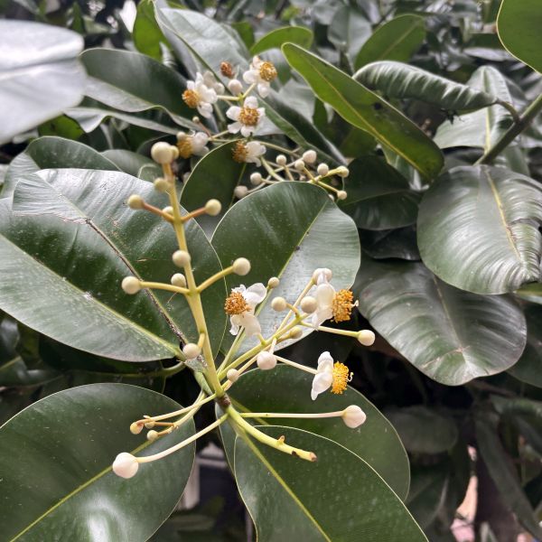 Calophyllum inophyllum | Tamanu - Indian Trees
