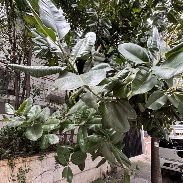 Calophyllum inophyllum | Tamanu - Indian Trees