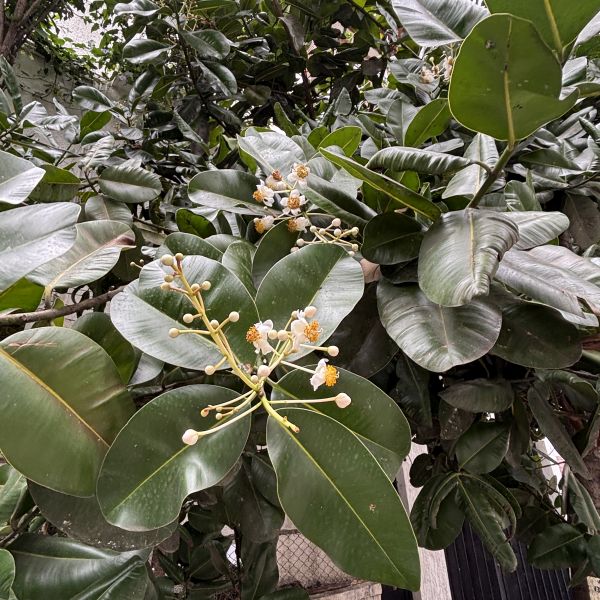 Calophyllum inophyllum | Tamanu - Indian Trees