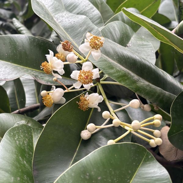 Calophyllum inophyllum | Tamanu - Indian Trees