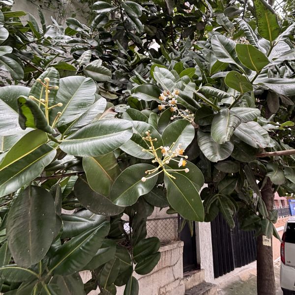 Calophyllum inophyllum | Tamanu - Indian Trees