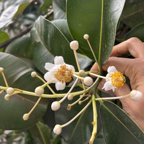 Calophyllum inophyllum | Tamanu - Indian Trees