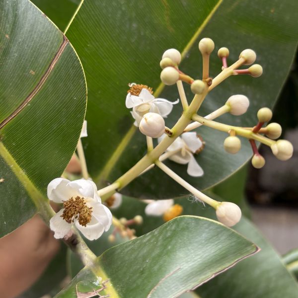 Calophyllum inophyllum | Tamanu - Indian Trees
