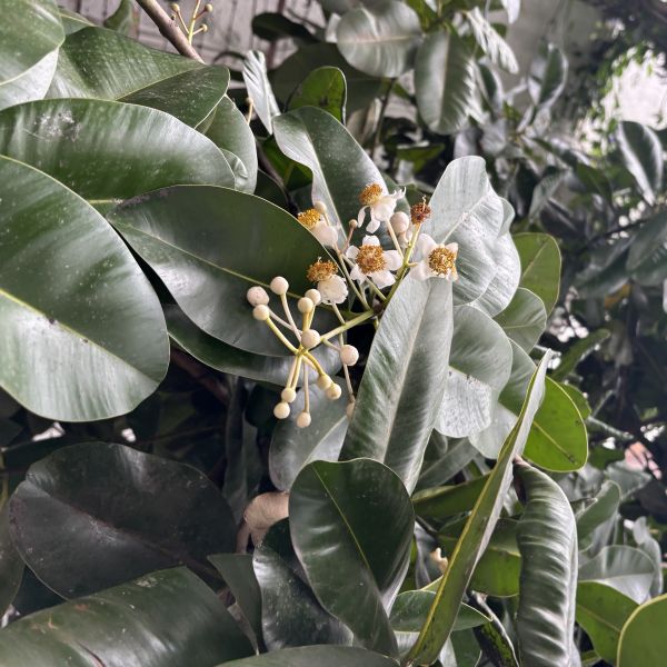 Calophyllum inophyllum | Tamanu - Indian Trees