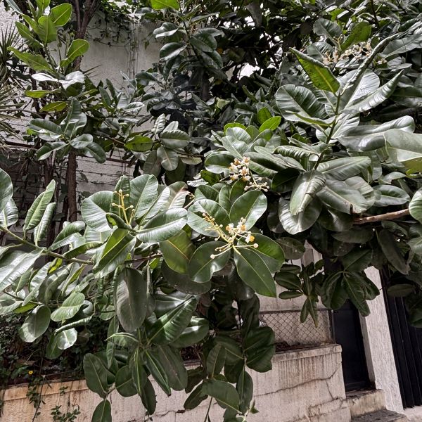 Calophyllum inophyllum | Tamanu - Indian Trees