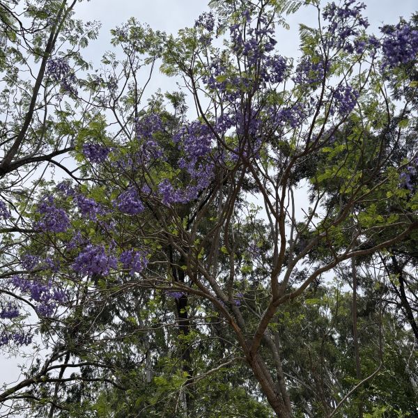 Jacaranda mimosifolia | Jacaranda - Green Cover Initiative