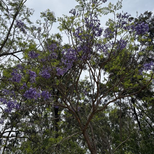 Jacaranda mimosifolia | Jacaranda - Green Cover Initiative
