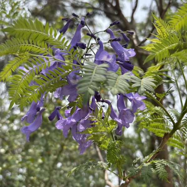 Jacaranda mimosifolia | Jacaranda - Green Cover Initiative