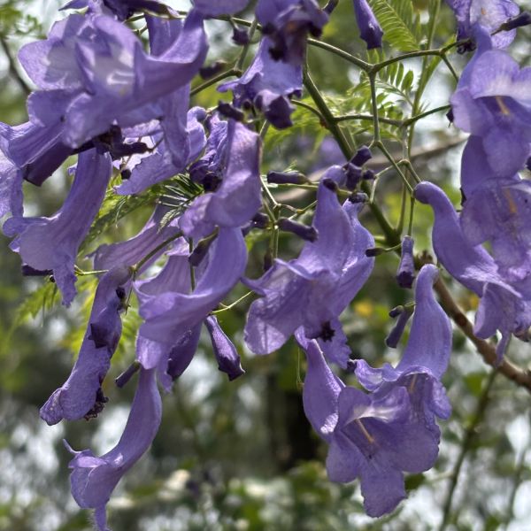 Jacaranda mimosifolia | Jacaranda - Green Cover Initiative