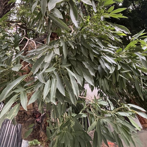 Tabebuia aurea | Silver trumpet tree - Indian flowering trees