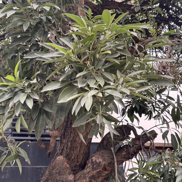 Tabebuia aurea | Silver trumpet tree - Indian flowering trees