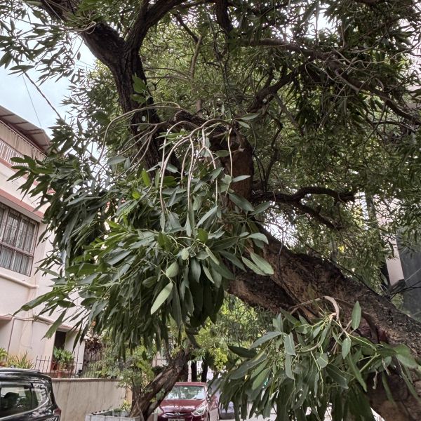 Tabebuia aurea | Silver trumpet tree - Indian flowering trees