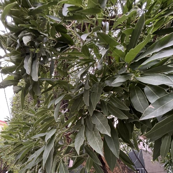 Tabebuia aurea | Silver trumpet tree - Indian flowering trees