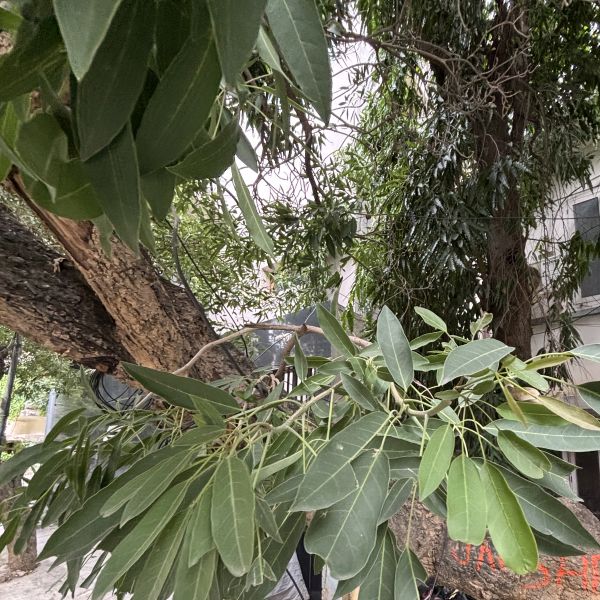 Tabebuia aurea | Silver trumpet tree - Indian flowering trees