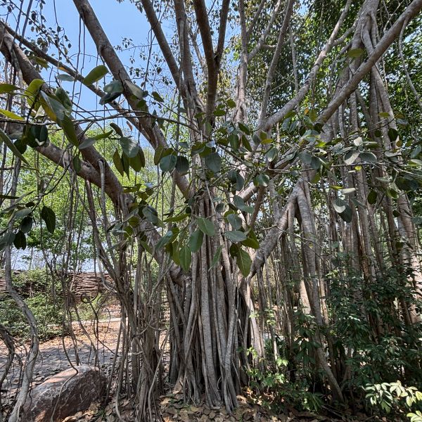 Ficus benghalensis | Banyan tree - Indian Trees