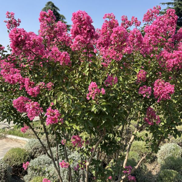 Lagerstroemia indica | Common Crape Myrtle - Trees