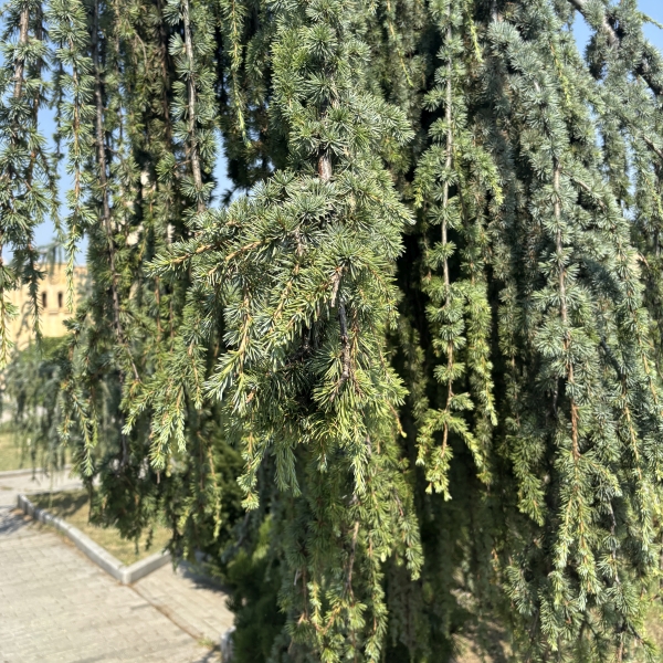 Cedrus atlantica| Atlas cedar - Trees