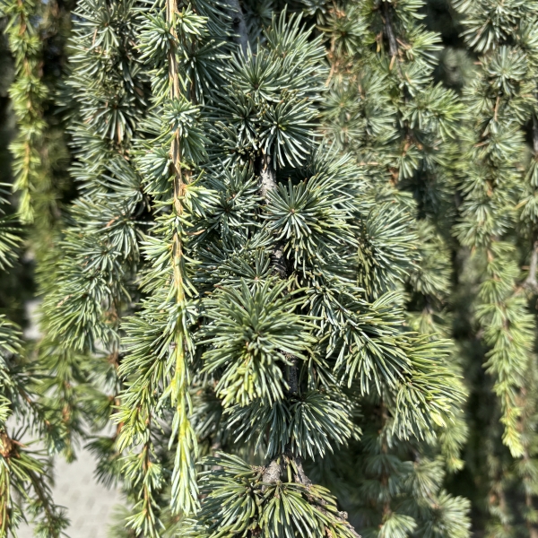 Cedrus atlantica| Atlas cedar - Trees