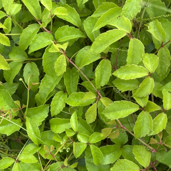 Causonis trifolia, Bush grape, Cayratia trifolia - Wild plants India