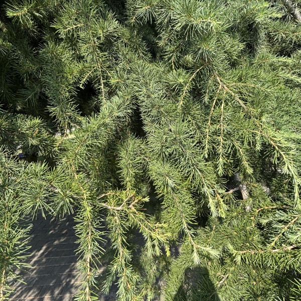 Cedrus deodara | Deodar cedar, Deodar tree, Devadaru