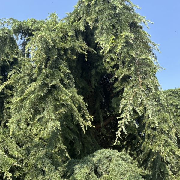 Cedrus deodara | Deodar cedar, Deodar tree, Devadaru