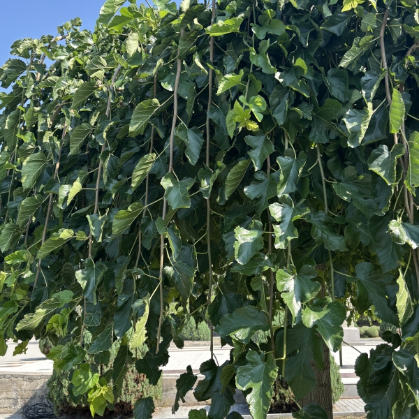 Morus alba Pendula | Weeping white mulberry - Garden trees