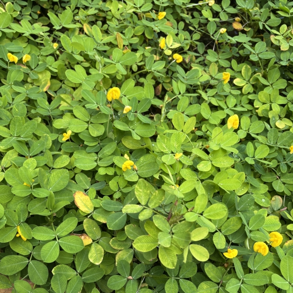 Arachis pintoi | Pinto peanut, Yellow peanut plant - Forage plants