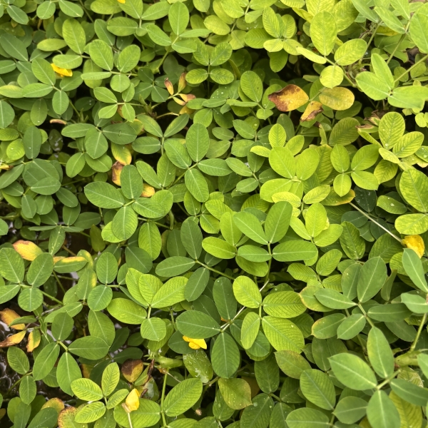 Arachis pintoi | Pinto peanut, Yellow peanut plant - Forage plants