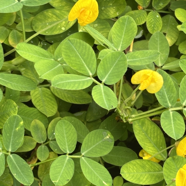 Arachis pintoi | Pinto peanut, Yellow peanut plant - Forage plants