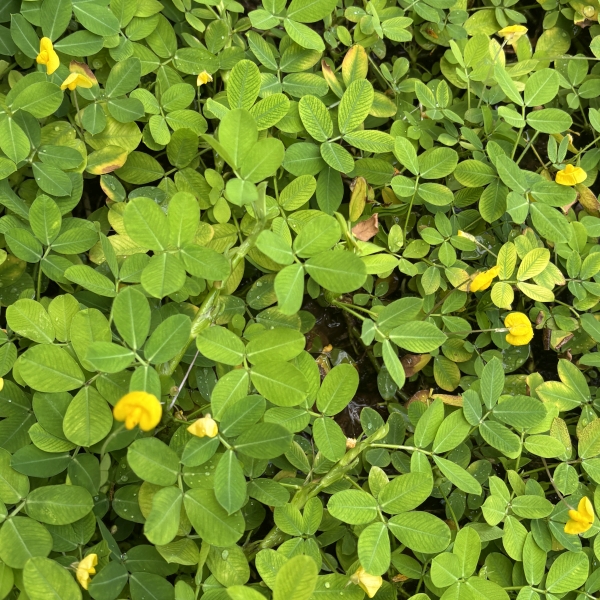 Arachis pintoi | Pinto peanut, Yellow peanut plant - Forage plants
