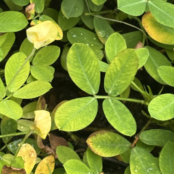 Arachis pintoi | Pinto peanut, Yellow peanut plant - Forage plants