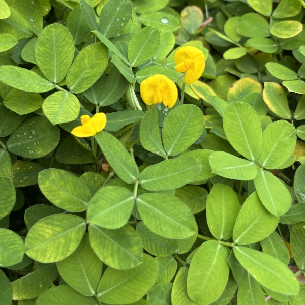 Arachis pintoi | Pinto peanut, Yellow peanut plant - Forage plants