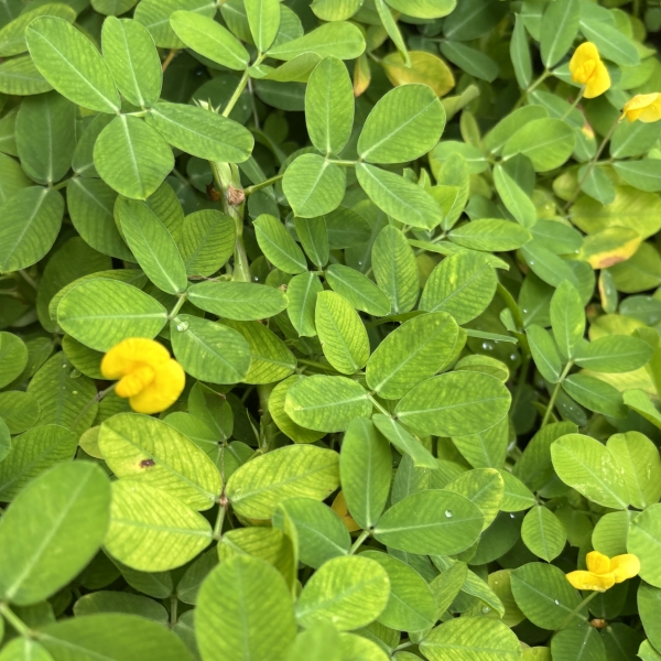 Arachis pintoi | Pinto peanut, Yellow peanut plant - Forage plants