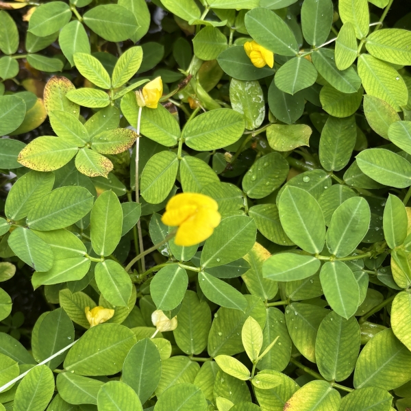 Arachis pintoi | Pinto peanut, Yellow peanut plant - Forage plants