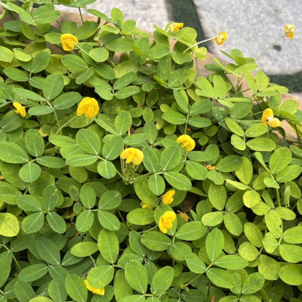 Arachis pintoi | Pinto peanut, Yellow peanut plant - Forage plants